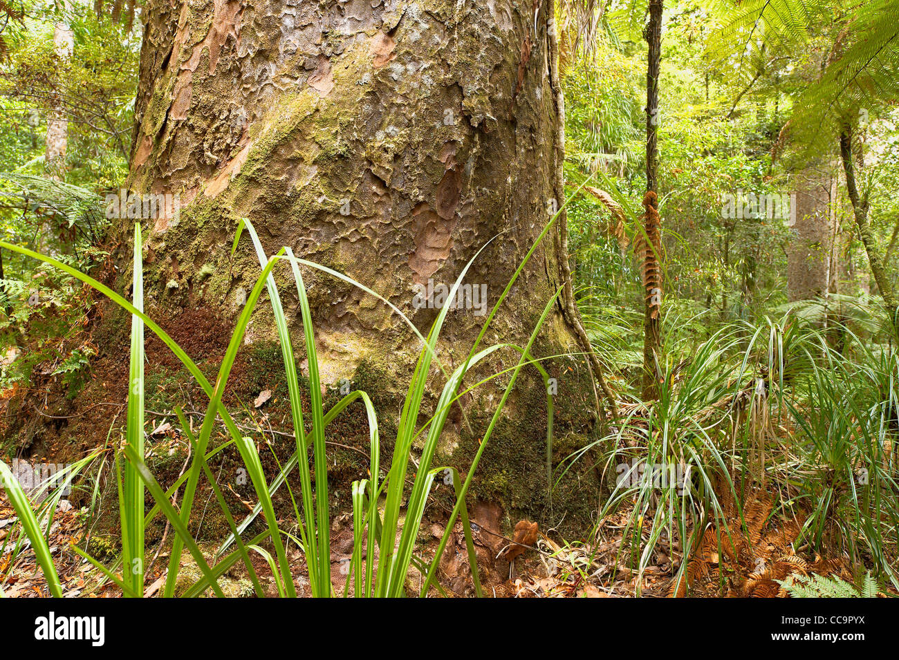Kauri trunk and forest surroundings Stock Photo - Alamy