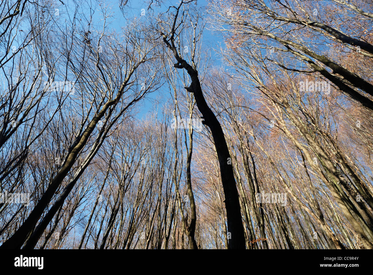 Looking up at trees Stock Photo - Alamy