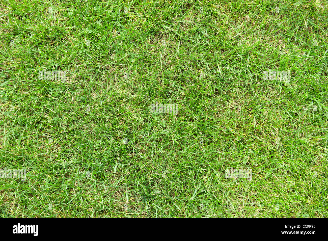 Beautiful green grass texture from golf course Stock Photo - Alamy