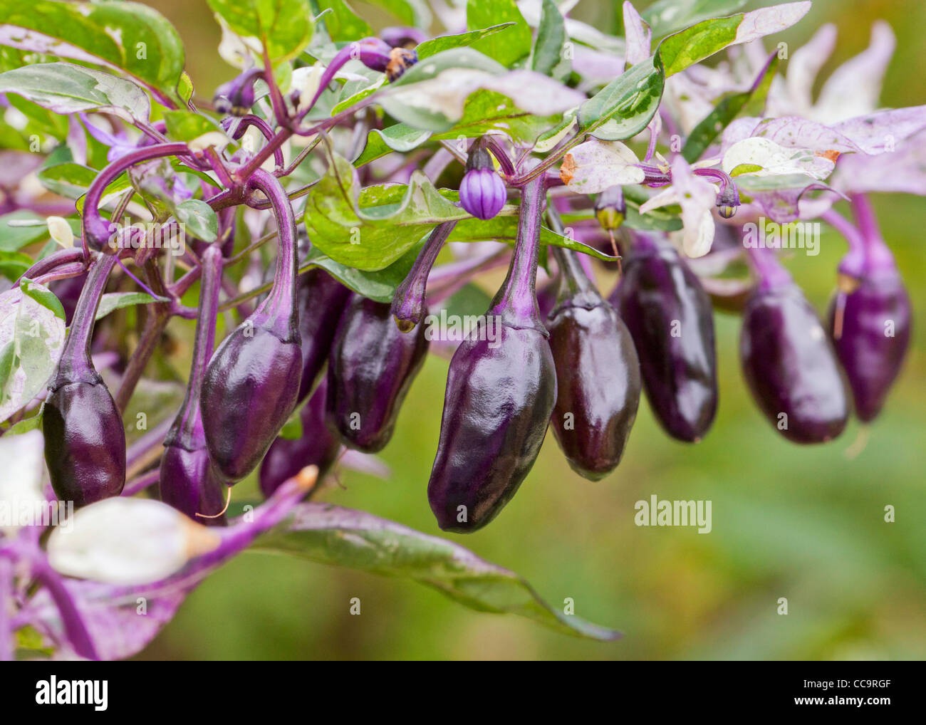 Ornamental hi-res stock photography and images - Alamy