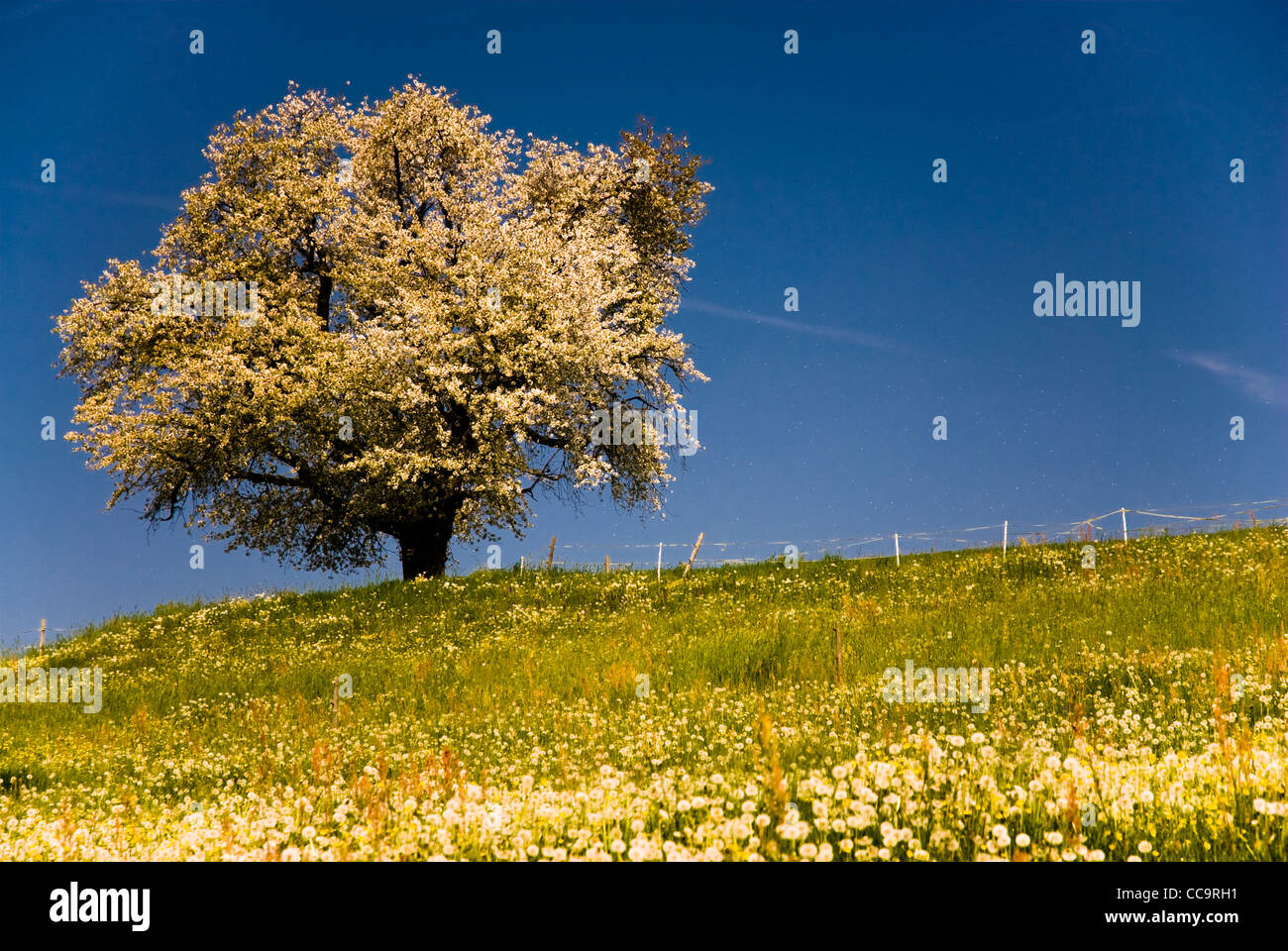 Lone Single Pasture High Resolution Stock Photography and Images - Alamy
