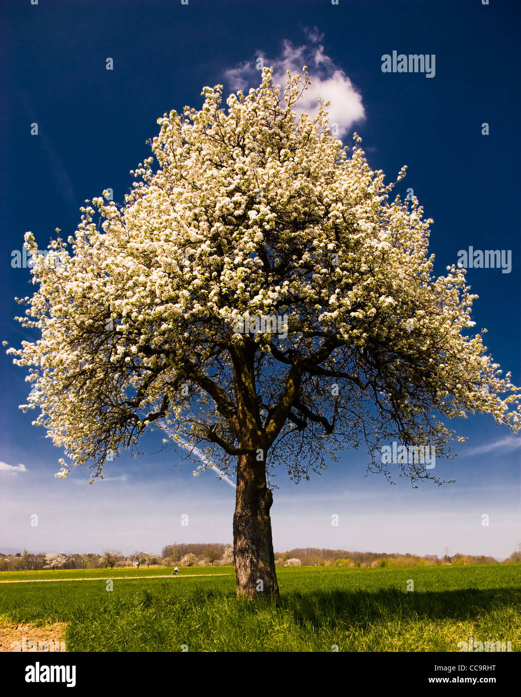 Lone Single Pasture High Resolution Stock Photography and Images - Alamy