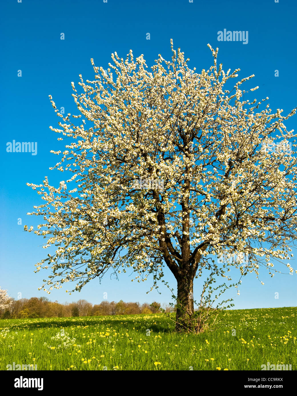 Single Cherry Tree High Resolution Stock Photography and Images - Alamy