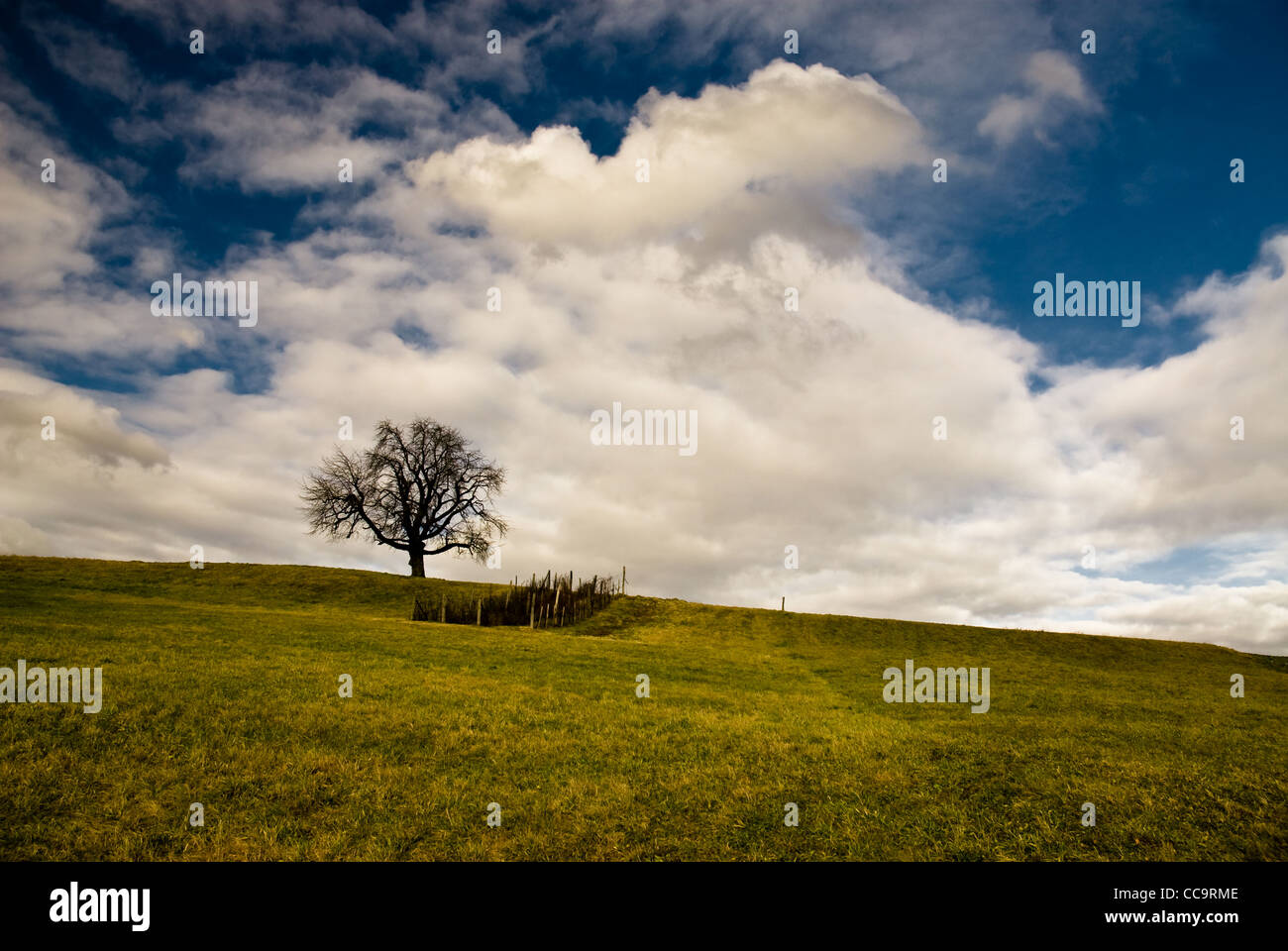 single tree on meadow Stock Photo - Alamy