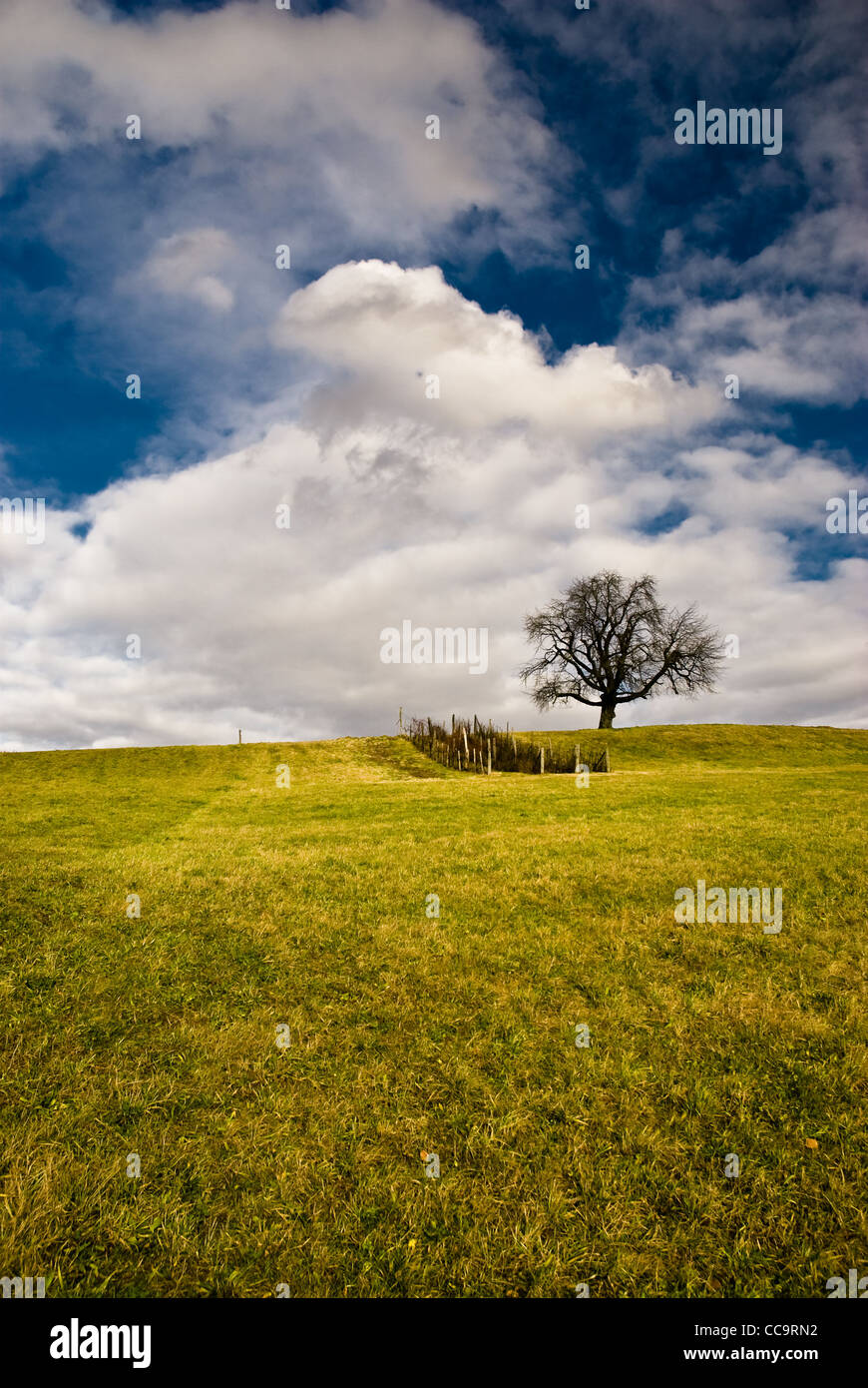 Single tree vista hi-res stock photography and images - Alamy