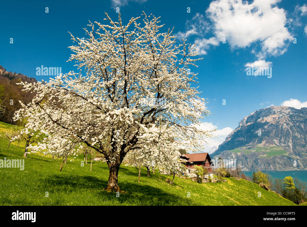 Switzerland season spring hi-res stock photography and images - Alamy