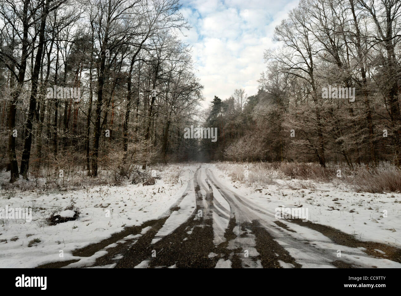 Trees and tracks with snow in a forest hi-res stock photography and ...
