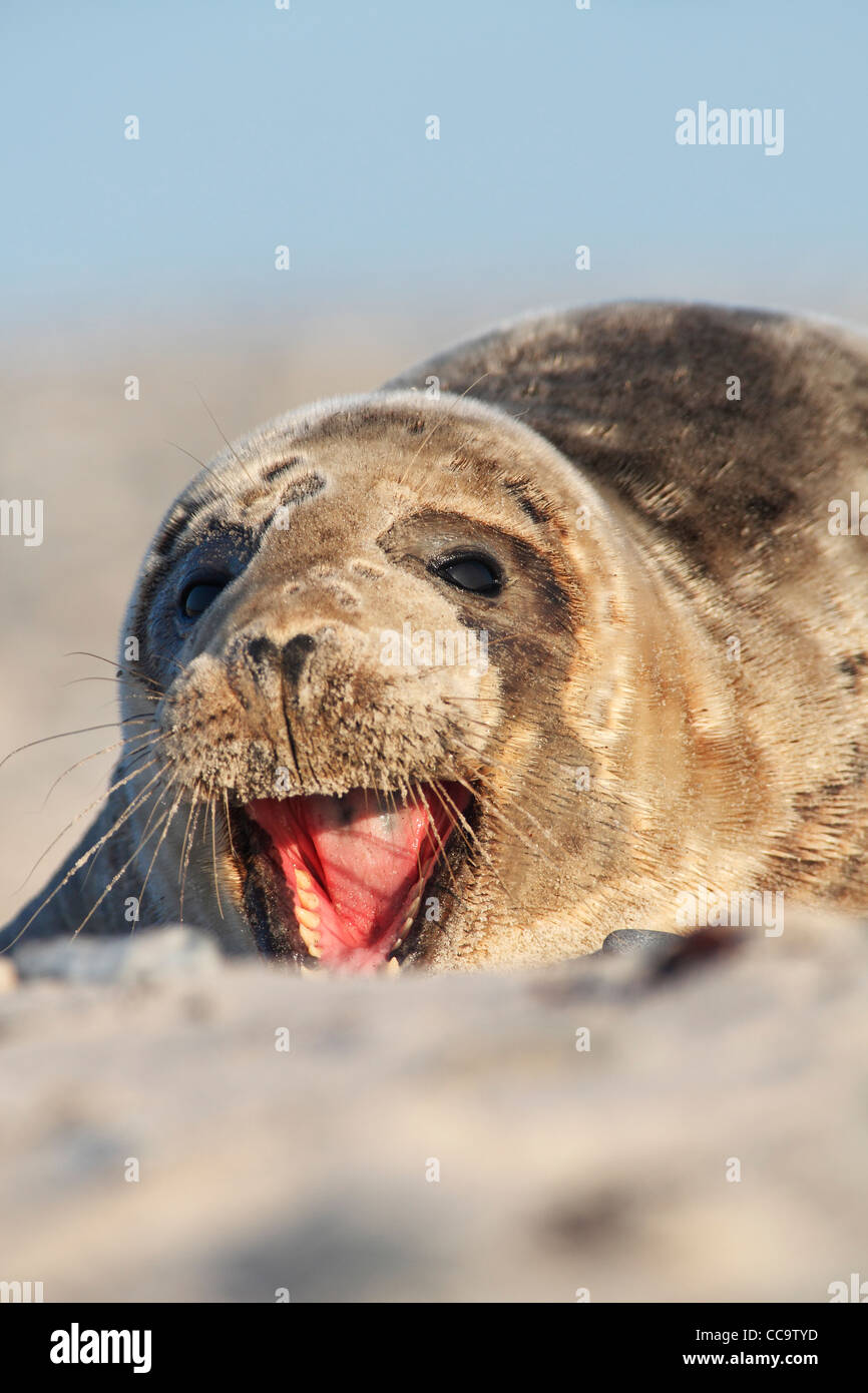 Rolling On The Floor Laughing Seal