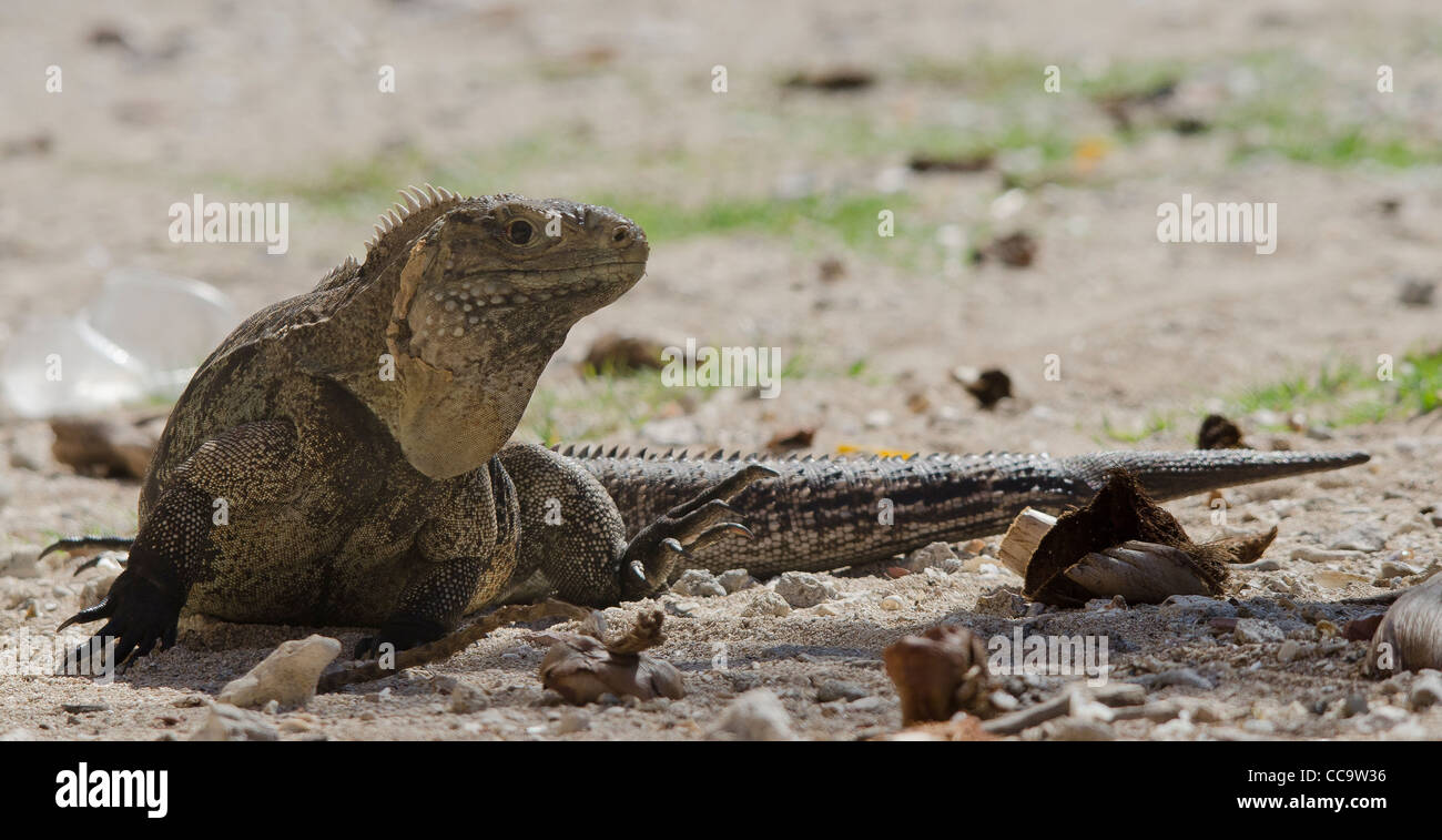 Lizard caribbean iguana cuba hi-res stock photography and images - Alamy