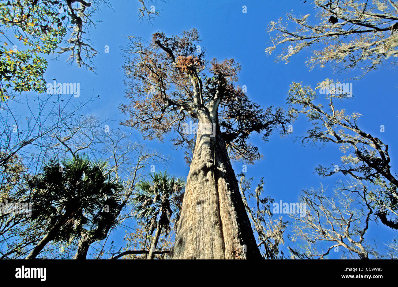The senator cypress tree florida hi-res stock photography and images ...