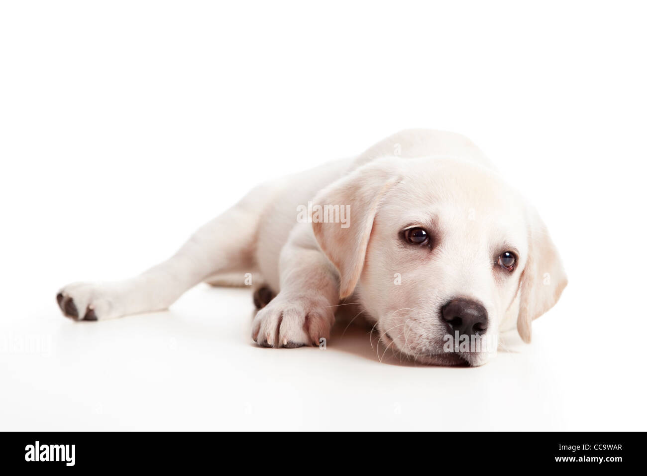 Beautiful Labrador retriever cream puppy isolated on white background ...