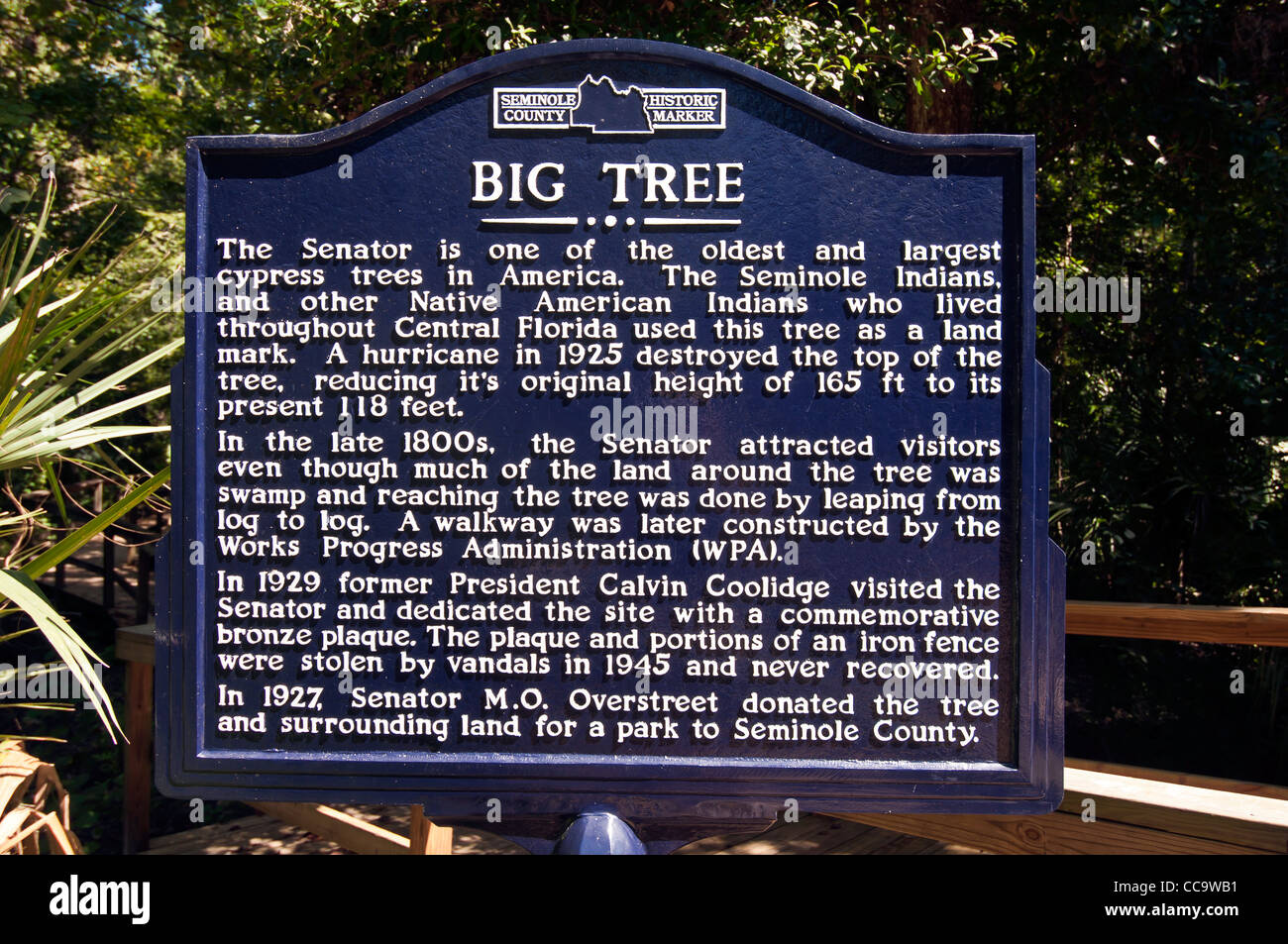 Oldest trees senator florida hi-res stock photography and images - Alamy