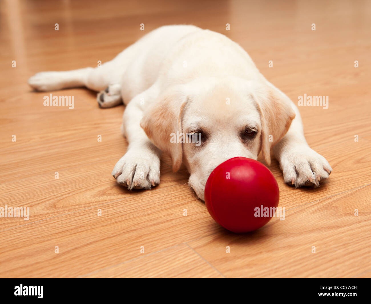 Dog Playing With Ball