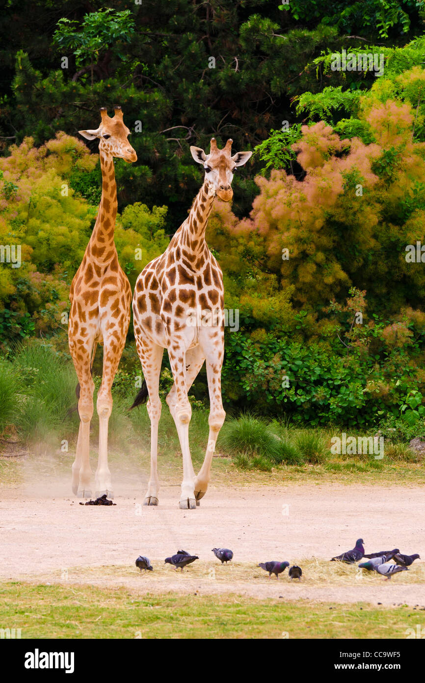 Giraffes in the zoo at Parc de la Tete d'Or, Lyon, France (UNESCO World ...