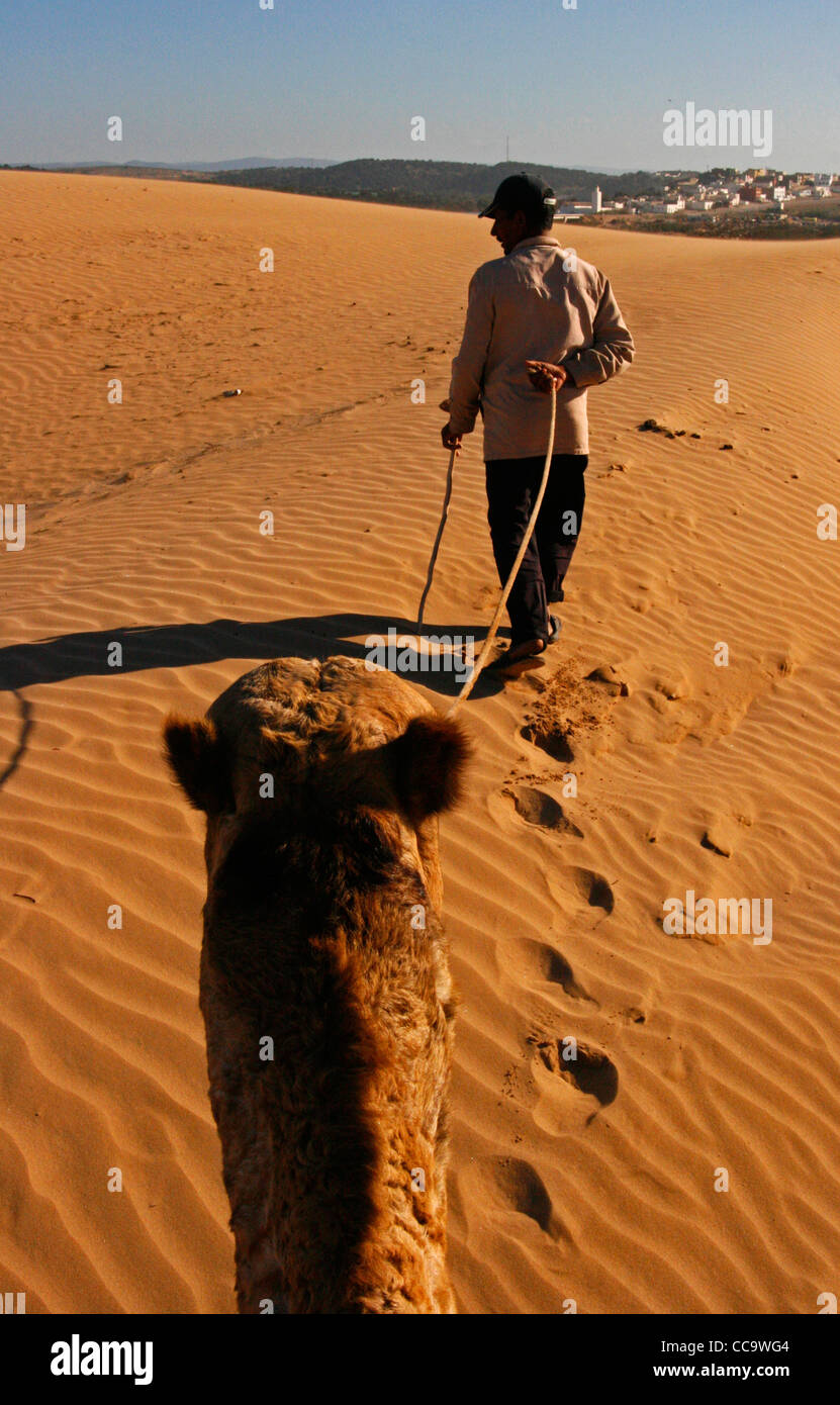 Dromedary carrier hi-res stock photography and images - Alamy