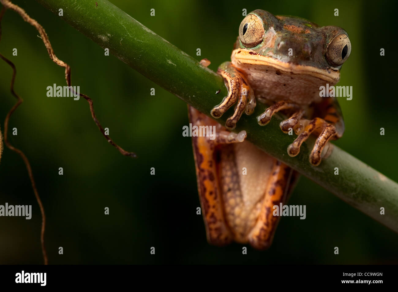 tree frog sitting on branch in tropical amazon rain forest Brazil ...