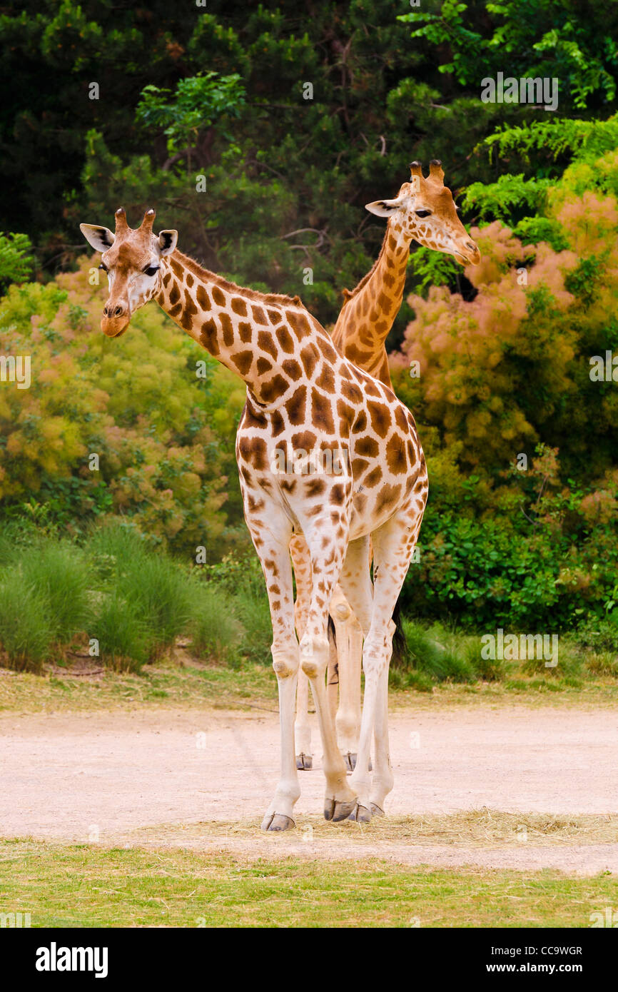 Giraffes in the zoo at Parc de la Tete d'Or, Lyon, France (UNESCO World ...