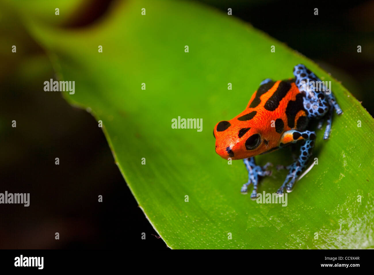 red poison frog sitting on green leaf in amazon rain forest of Peru ...