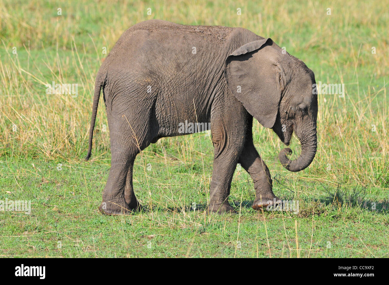 Elephant, Masai Mara Stock Photo - Alamy
