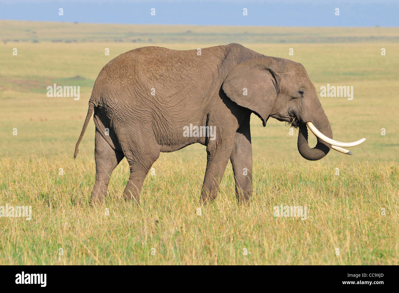 Elephant, Masai Mara Stock Photo - Alamy