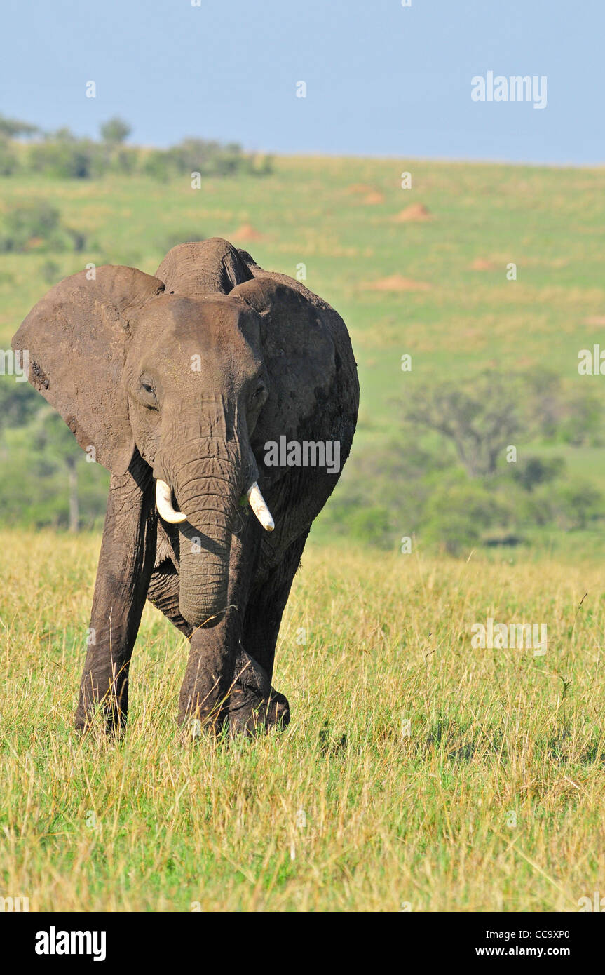 Elephant, Masai Mara Stock Photo - Alamy
