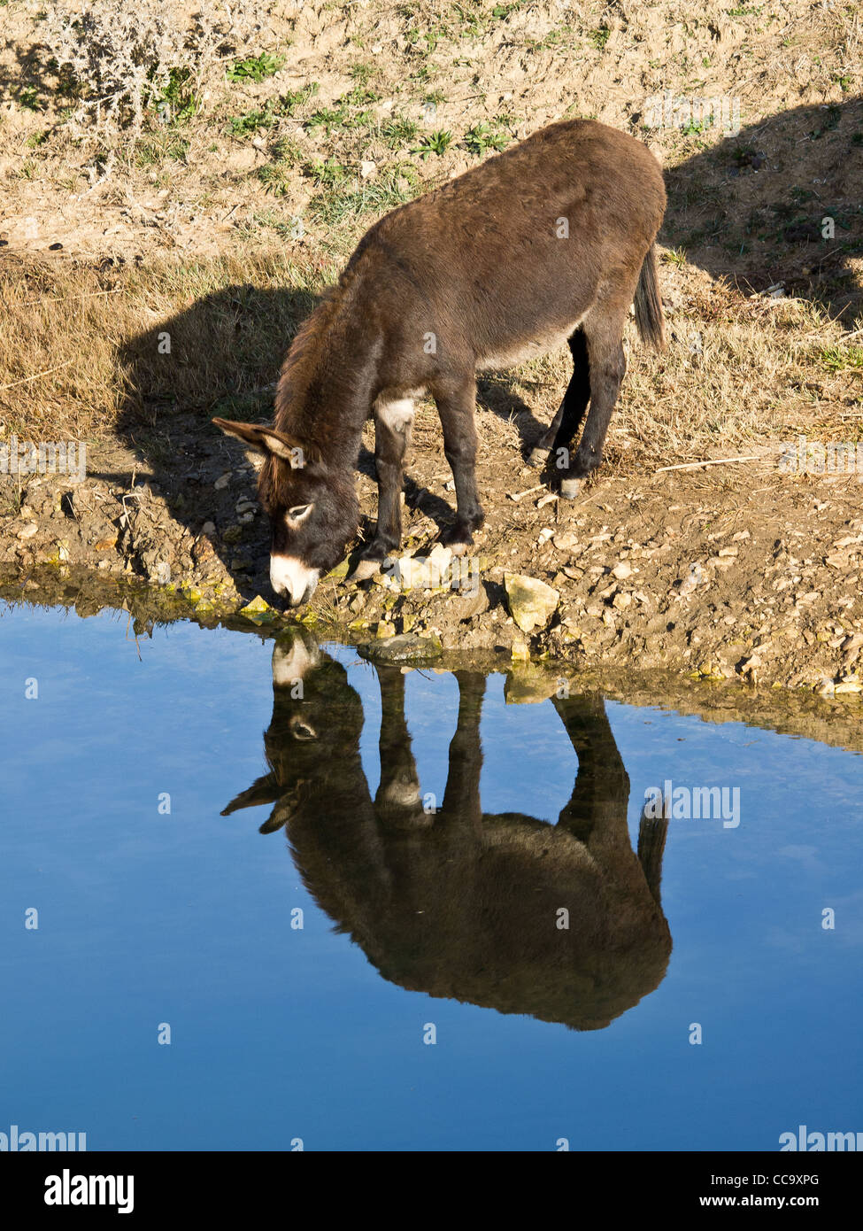 donkey drinking water on the river Stock Photo - Alamy