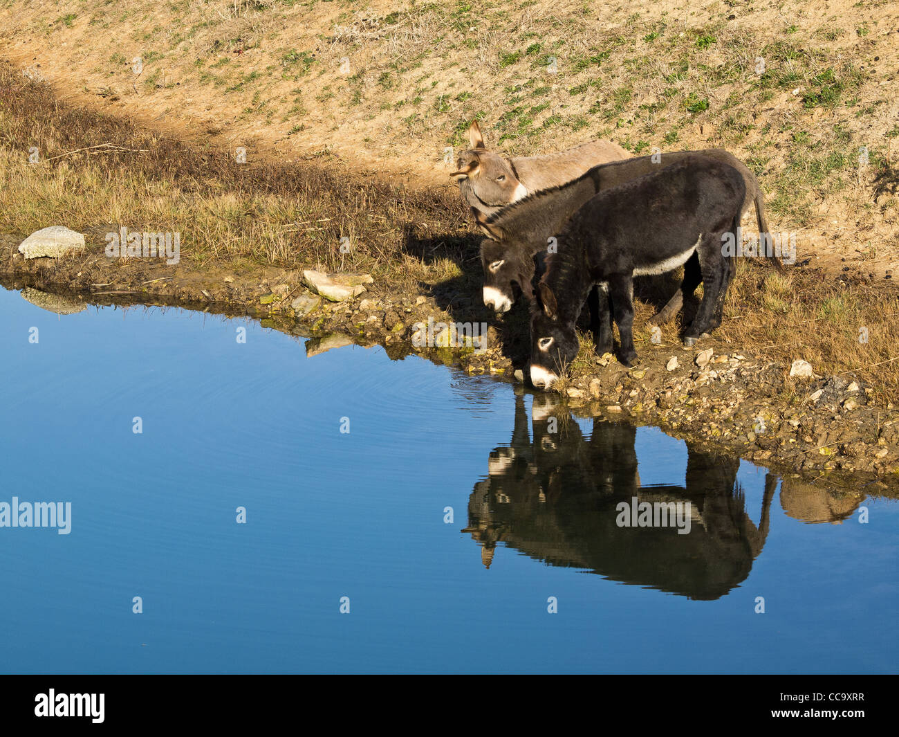 Donkey at water hi-res stock photography and images - Alamy