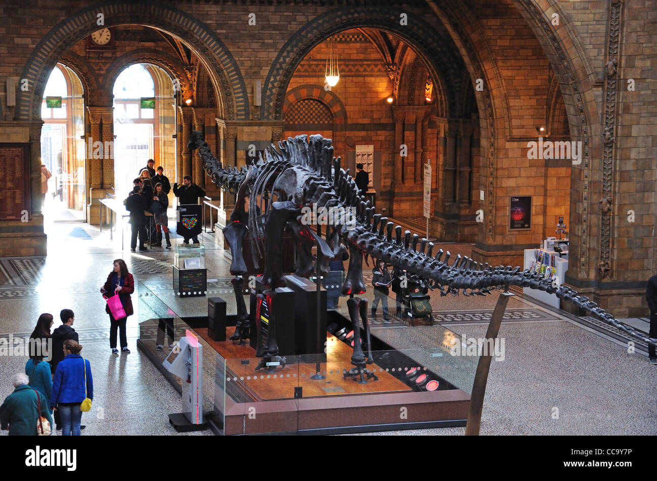 Dinosaur skeleton in Central Hall at Natural History Museum, Cromwell ...