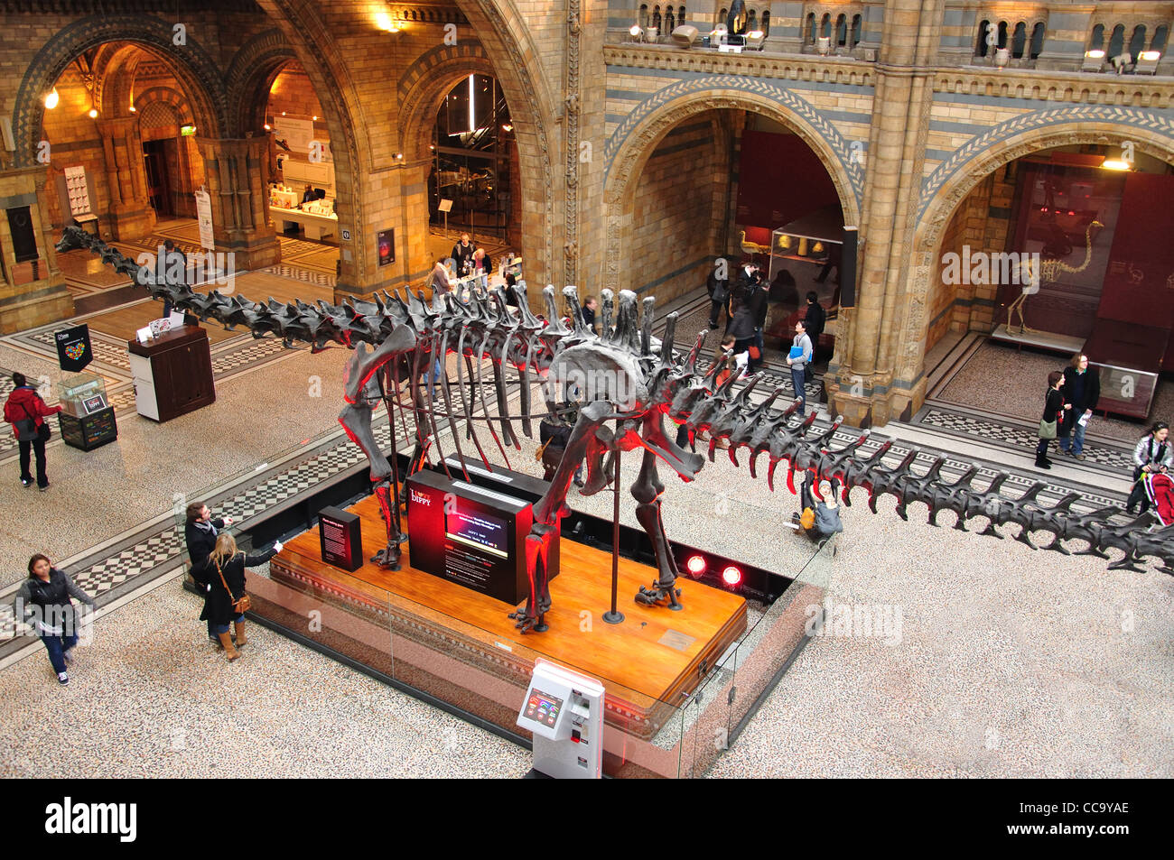 Dinosaur skeleton in Central Hall at Natural History Museum, Cromwell ...