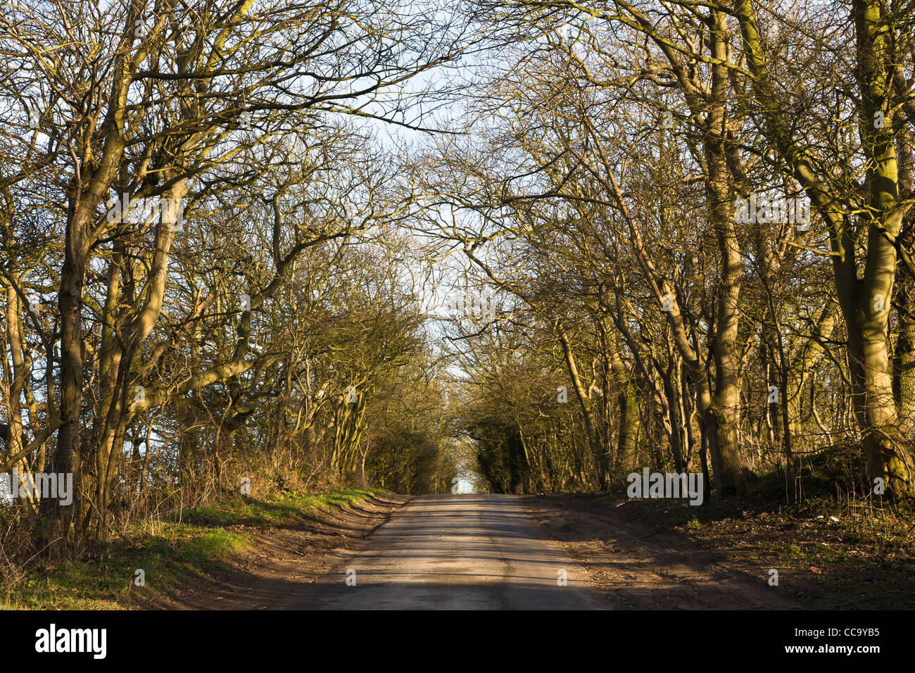 David Hockney's Woldgate woods in winter, East Yorkshire, England Stock ...