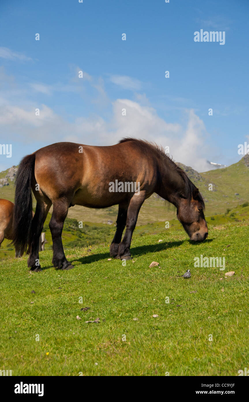 Norway, Nordland, Lofoten Archipelago, Borgelva. "Fjord Horse" in ...