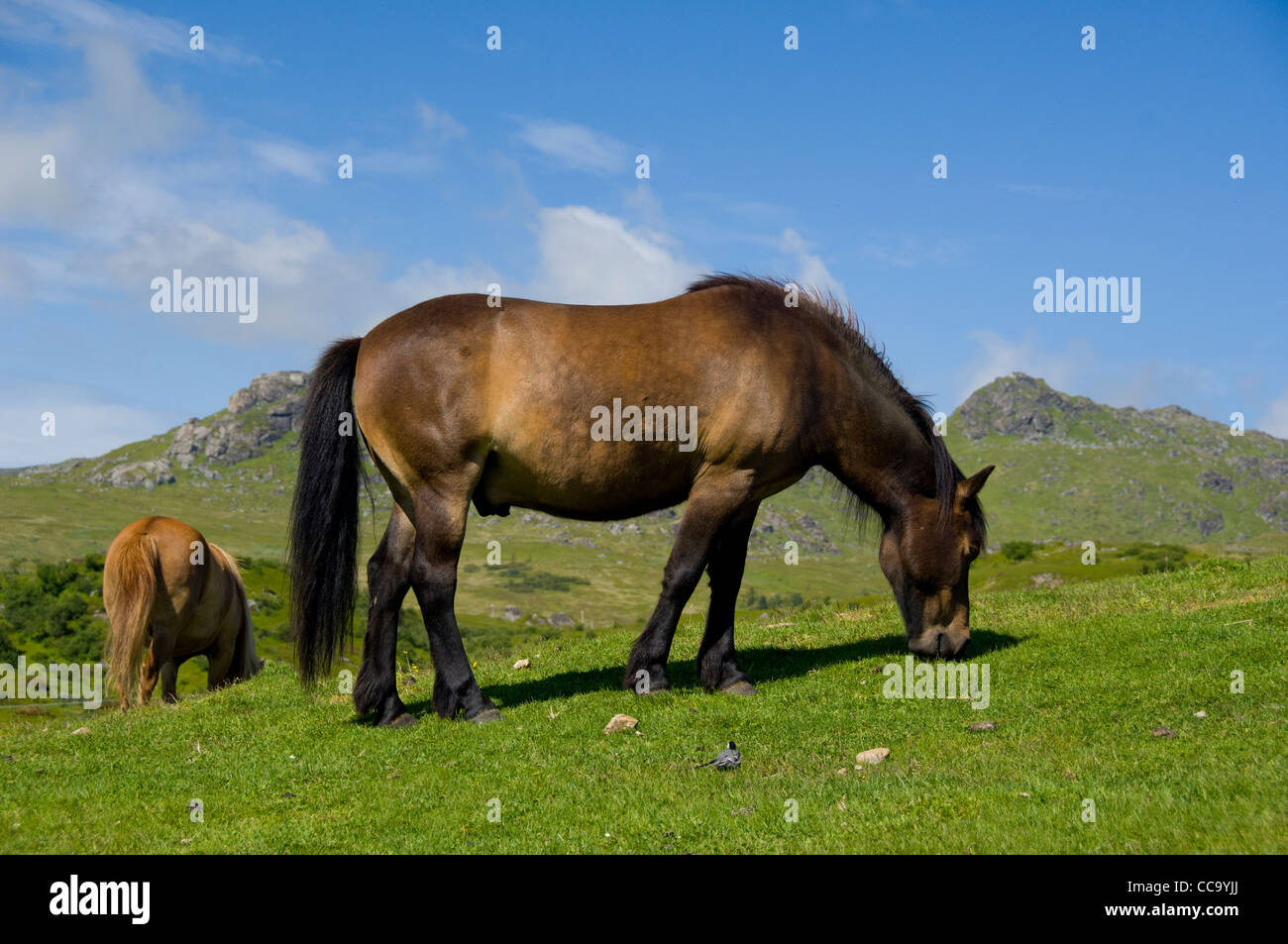 Norway, Nordland, Lofoten Archipelago, Borgelva. "Fjord Horse" in ...