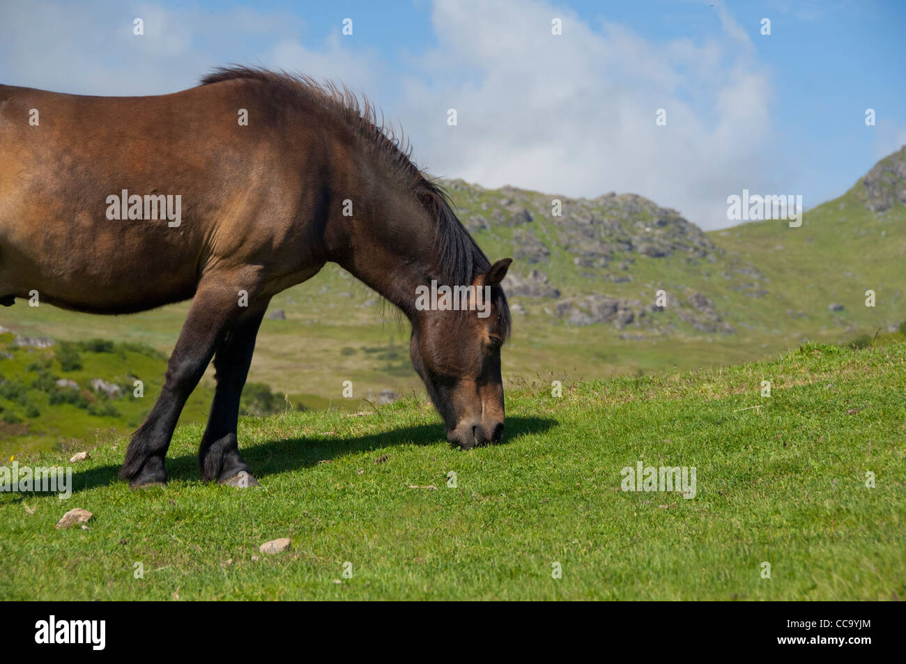 Norway, Nordland, Lofoten Archipelago, Borgelva. "Fjord Horse" in ...