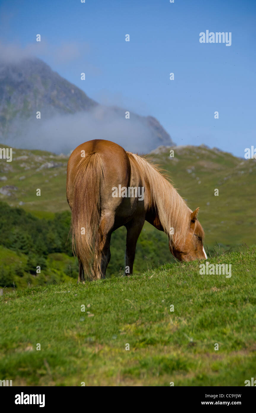 Norwegian horse hi-res stock photography and images - Alamy