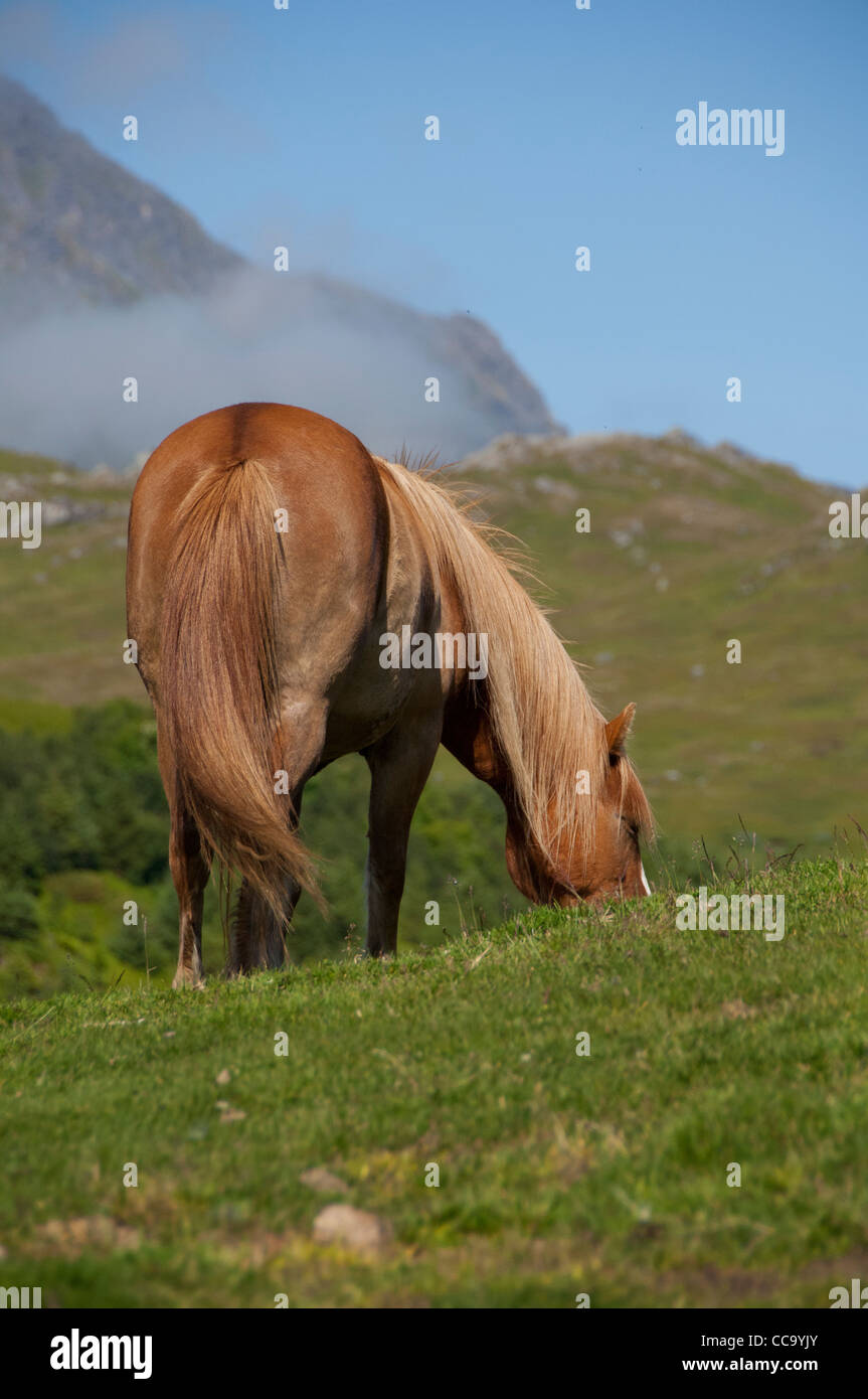 Norway, Nordland, Lofoten Archipelago, Borgelva. "Fjord Horse" in ...