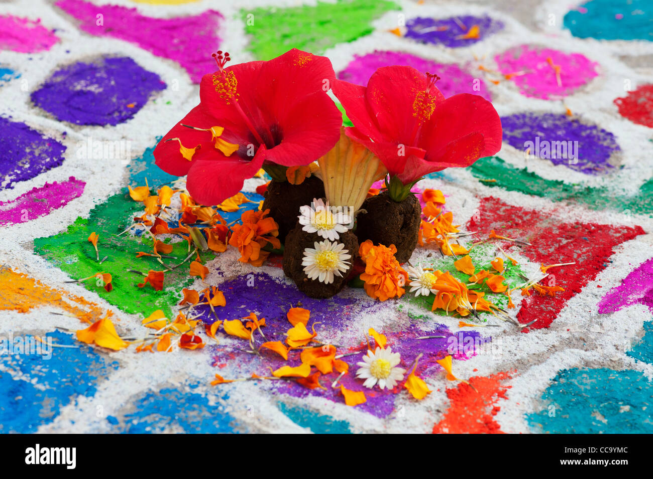 Cow sankranti hi-res stock photography and images - Alamy