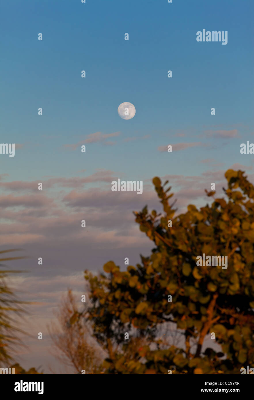 Moon Rise over Sea Grapes - Florida Stock Photo - Alamy