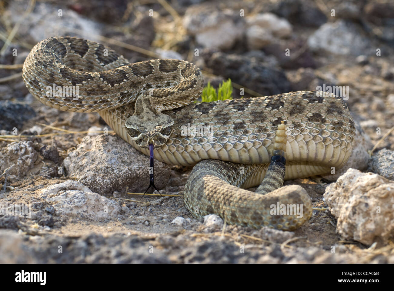Prairie Rattlesnake, (Crotalus viridis), Volcanoes Day Use Area ...