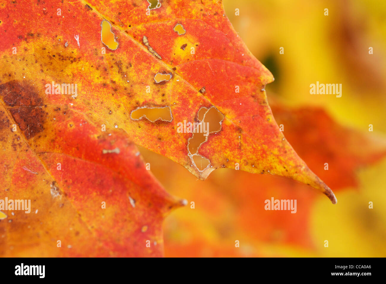Sugar maple leaf in autumn Stock Photo - Alamy