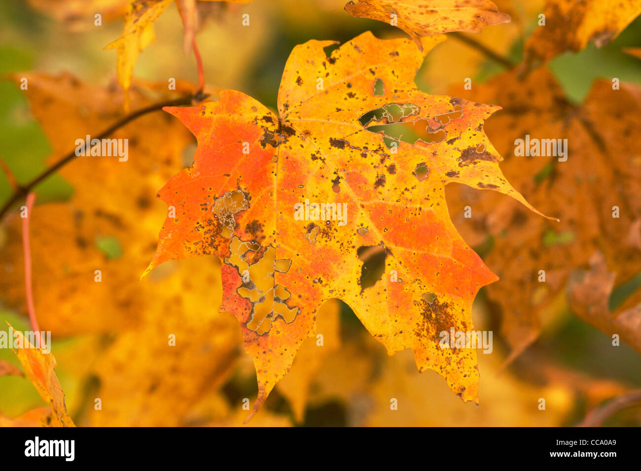 Sugar maple leaf in autumn Stock Photo - Alamy