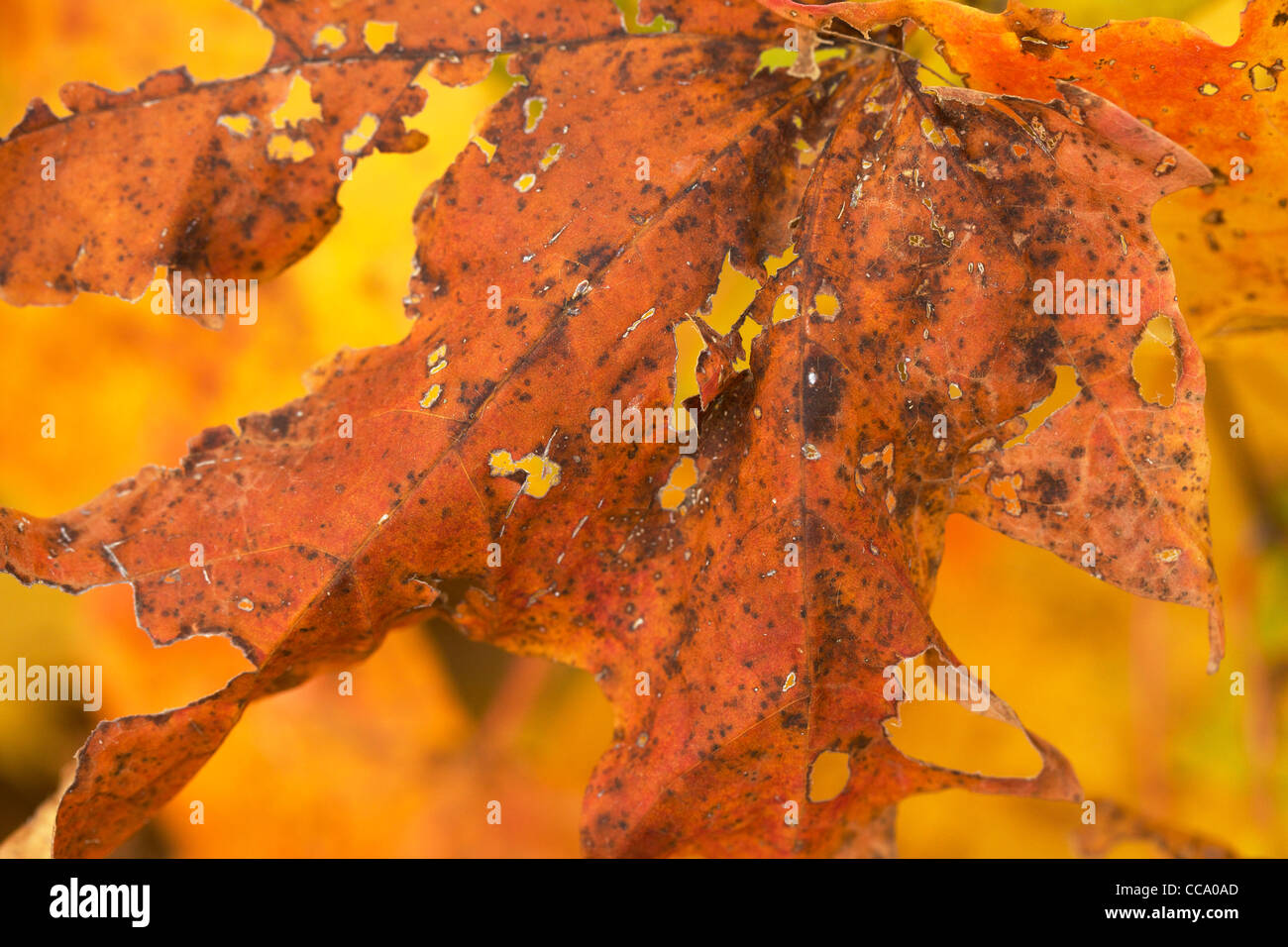 Sugar maple leaf in autumn Stock Photo - Alamy