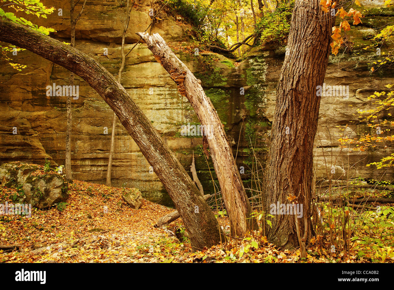 Old tree and dry waterfall in Illinois Canyon. Starved Rock State Park ...