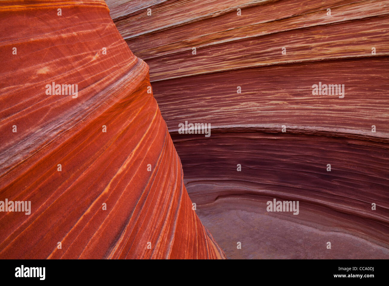 Close-up of Navajo sandstone bands of color at The Wave (Coyote Buttes ...