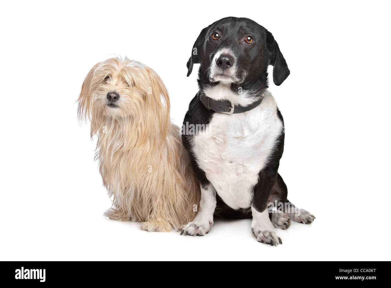 two dogs in front of a white background Stock Photo - Alamy