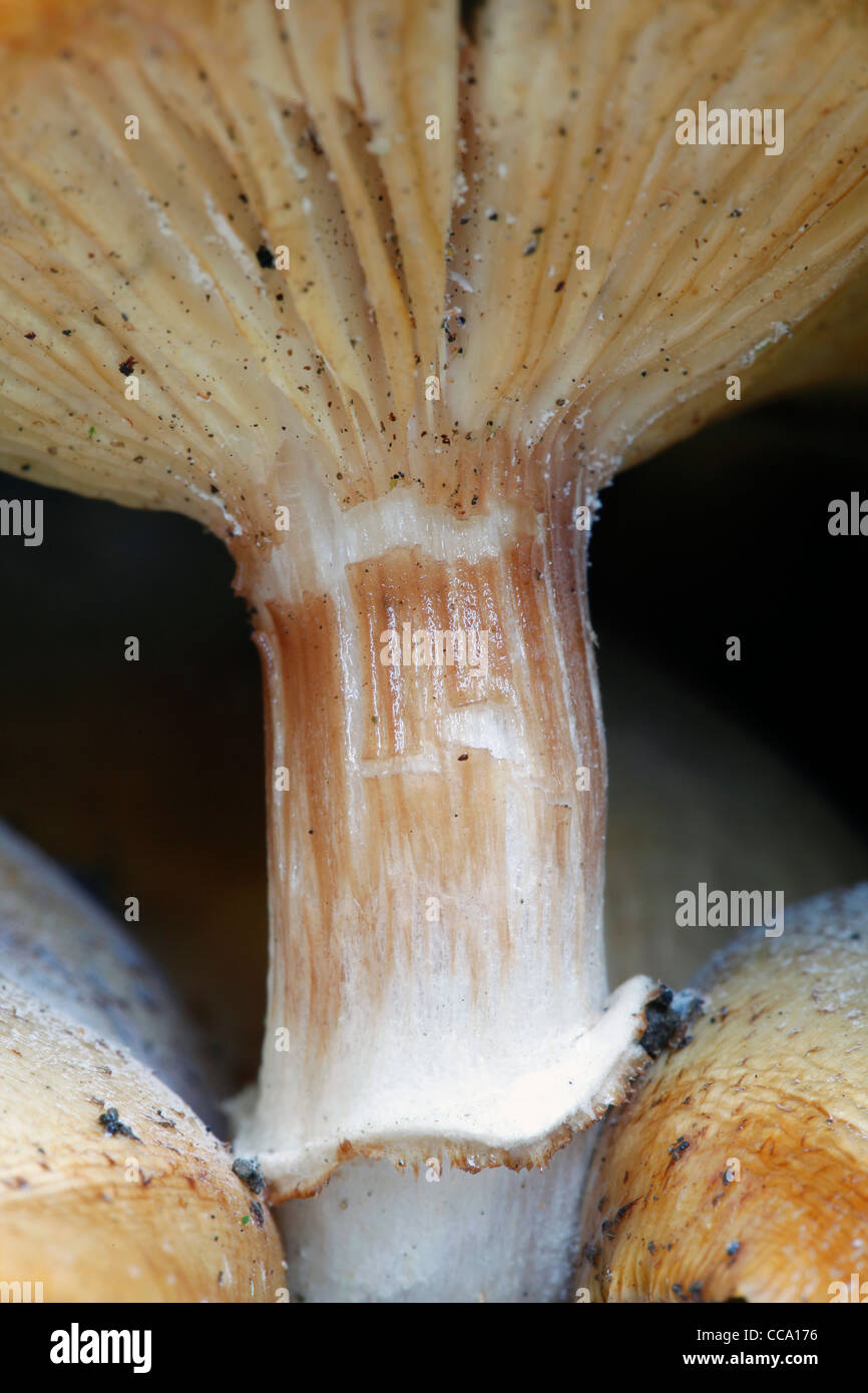 Mushroom stem base detail hi-res stock photography and images - Alamy