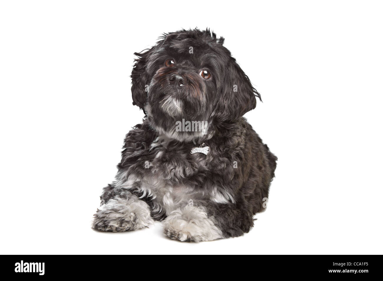little black boomer dog in front of a white background Stock Photo - Alamy