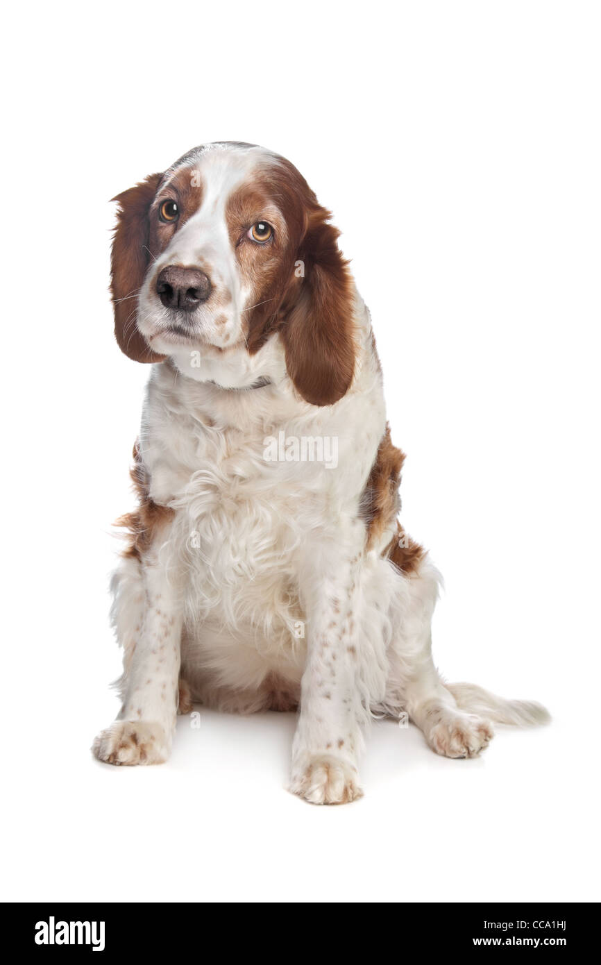 Welsh Springer Spaniel in front of a white background Stock Photo - Alamy