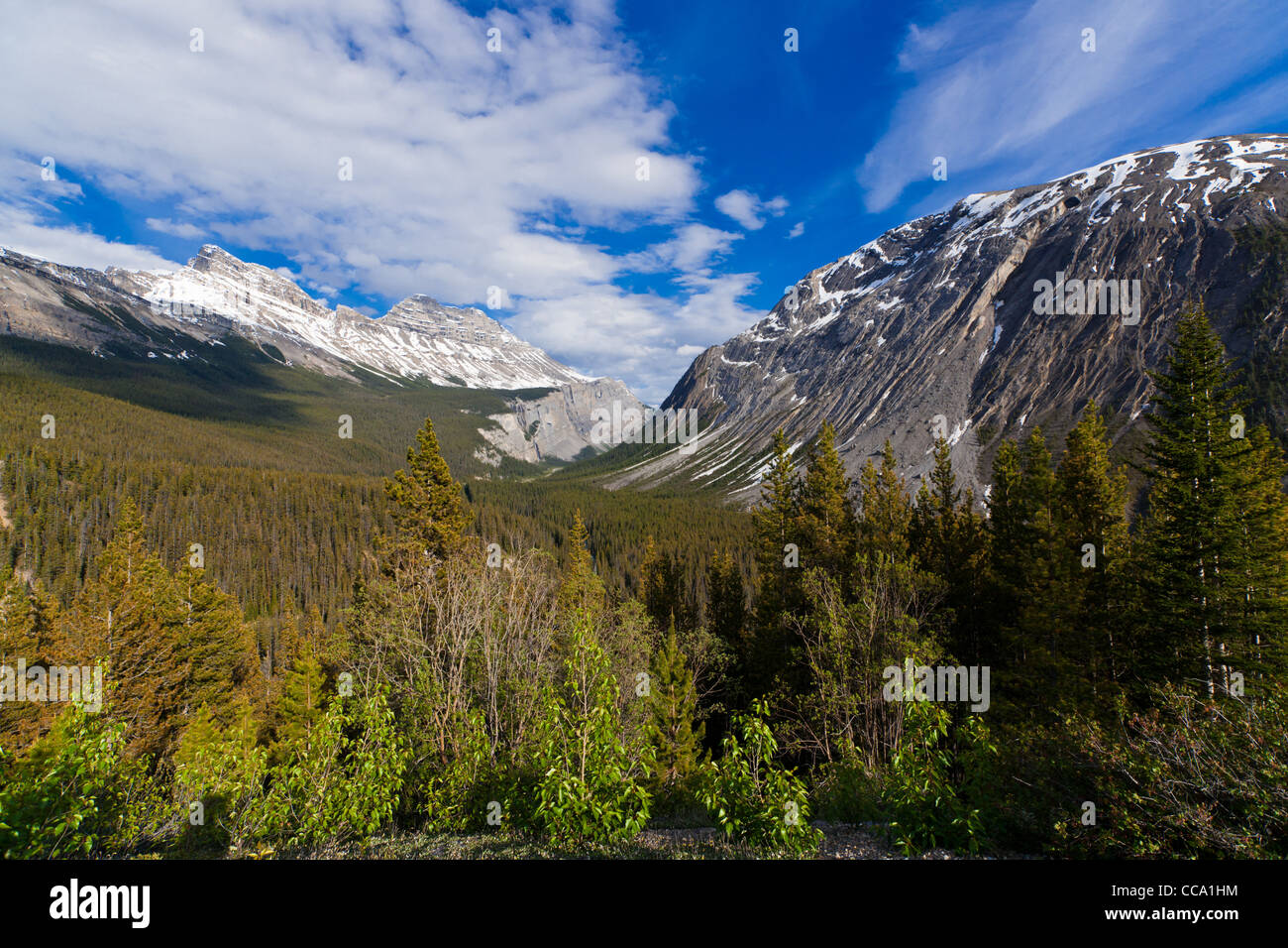 The view of Cirrus Mountain from the foot of Parker's Ridge, Alberta ...