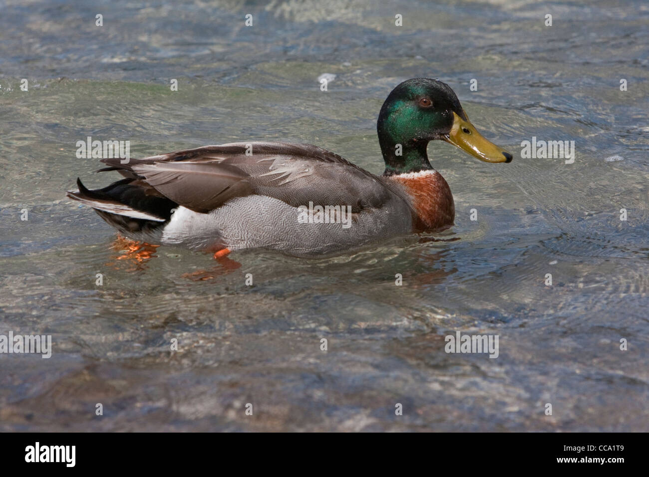Male Mallard Duck, Blue Lake, Rotorua, New Zealand Stock Photo - Alamy