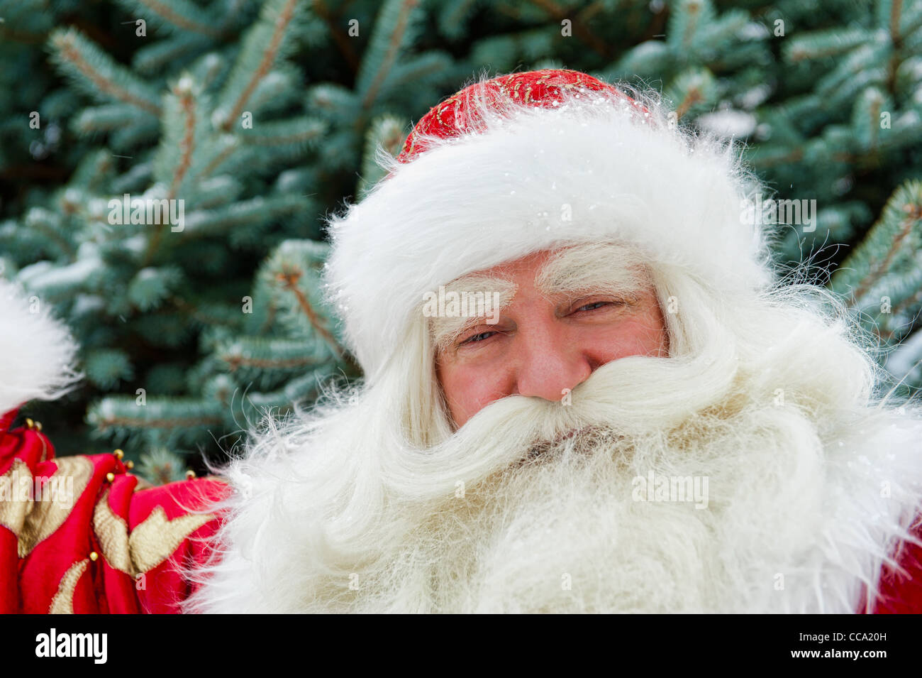 Portrait of natural Santa Claus standing at Christmas Tree outdoors in ...